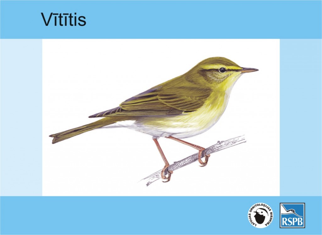 Vītītis (jpg) - Latvijas Ornitoloģijas biedrība