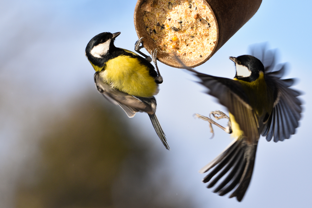 Noslēdzies LOB Cēsu grupas konkurss "Putni pie barotavām" - Latvijas ...