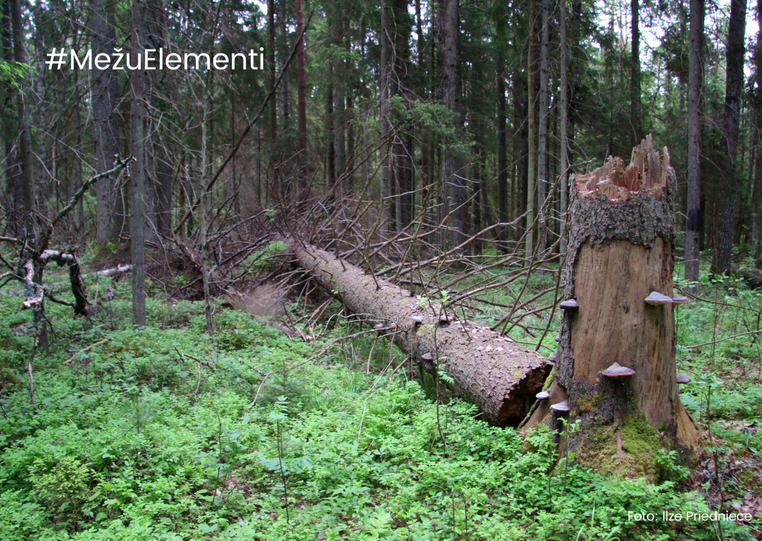 Latvijas Ornitoloģijas biedrība - Latvijas Ornitoloģijas biedrība
